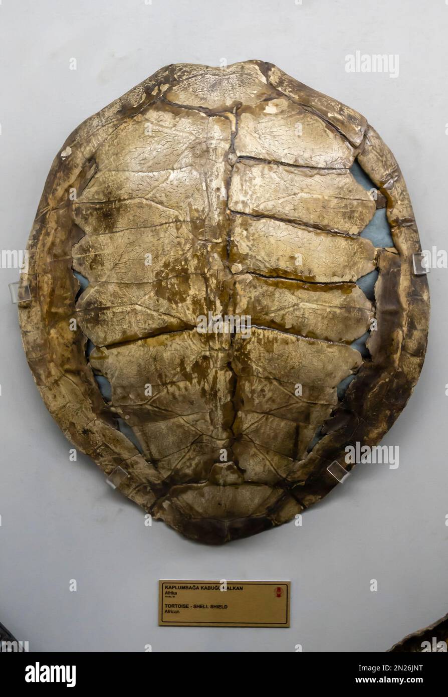 African tortoise shell shields hi-res stock photography and images - Alamy