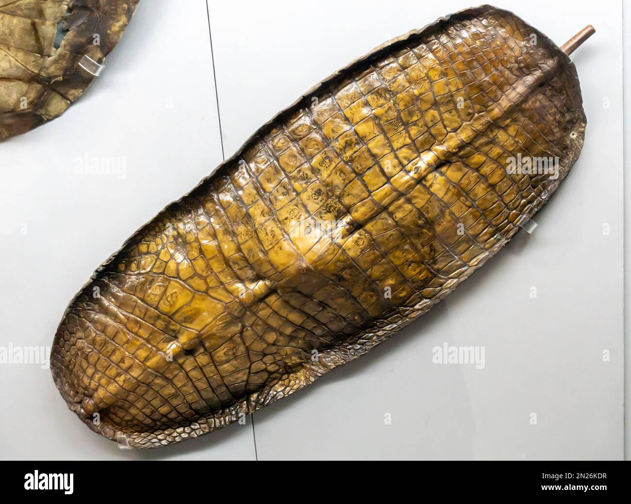 Alligator skin shield, Africa Stock Photo - Alamy
