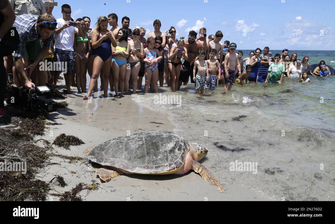 A loggerhead sea turtle heads to the ocean, as onlookers watch, Monday ...