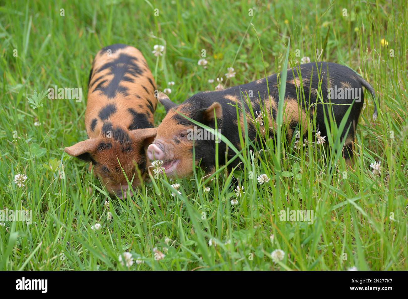 Two kunekune piglets stands in a greenfield in Strasswalchen, Austrian ...