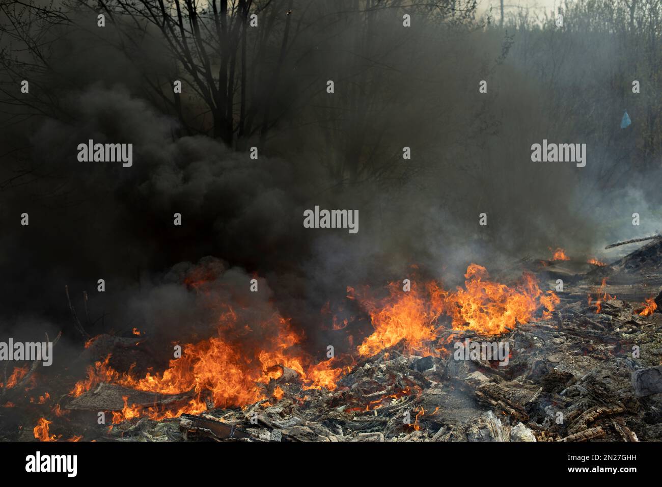 Controlled burn fire pine hi-res stock photography and images - Alamy