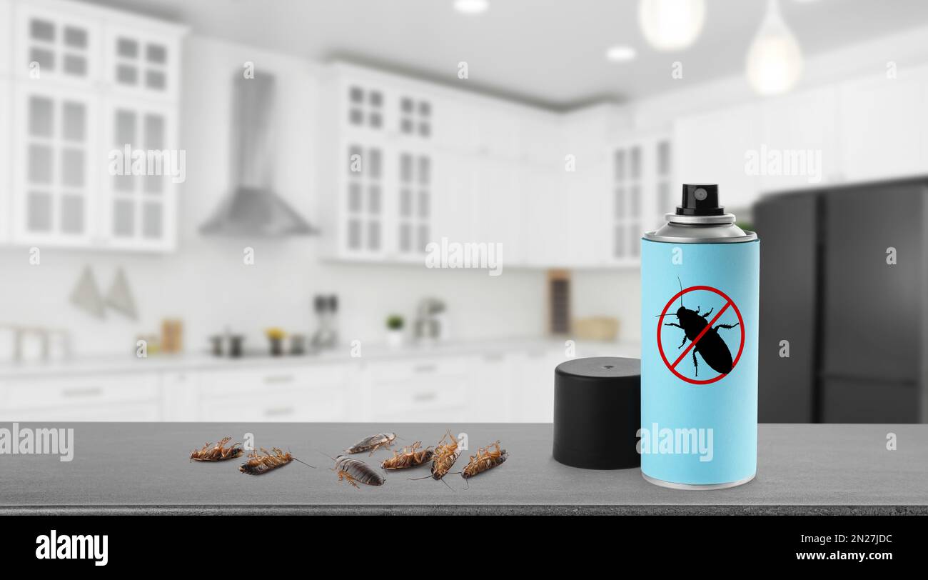 Pest control. Insecticide and dead cockroaches on table in kitchen ...