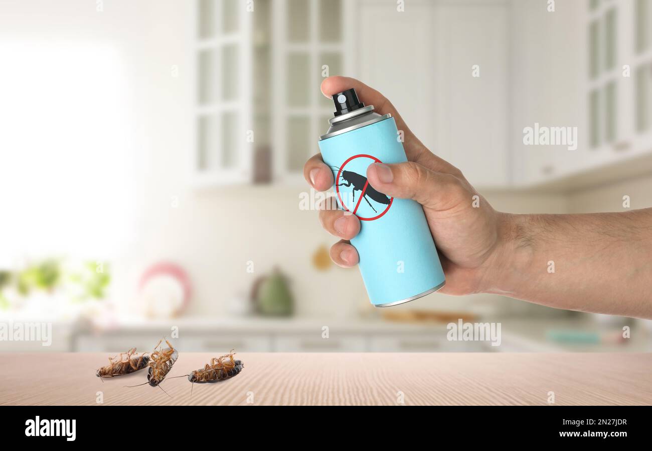 Pest control. Man spraying insecticide near dead cockroaches on table ...