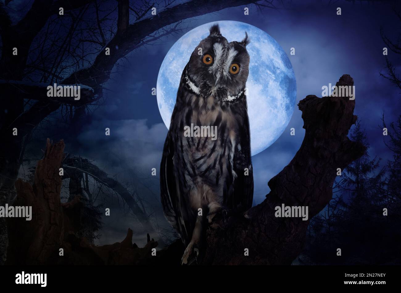 Owl in misty forest on full moon night Stock Photo - Alamy