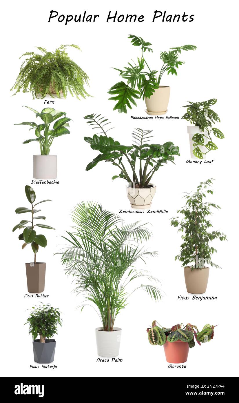 Popular flora Cut Out Stock Images & Pictures - Alamy