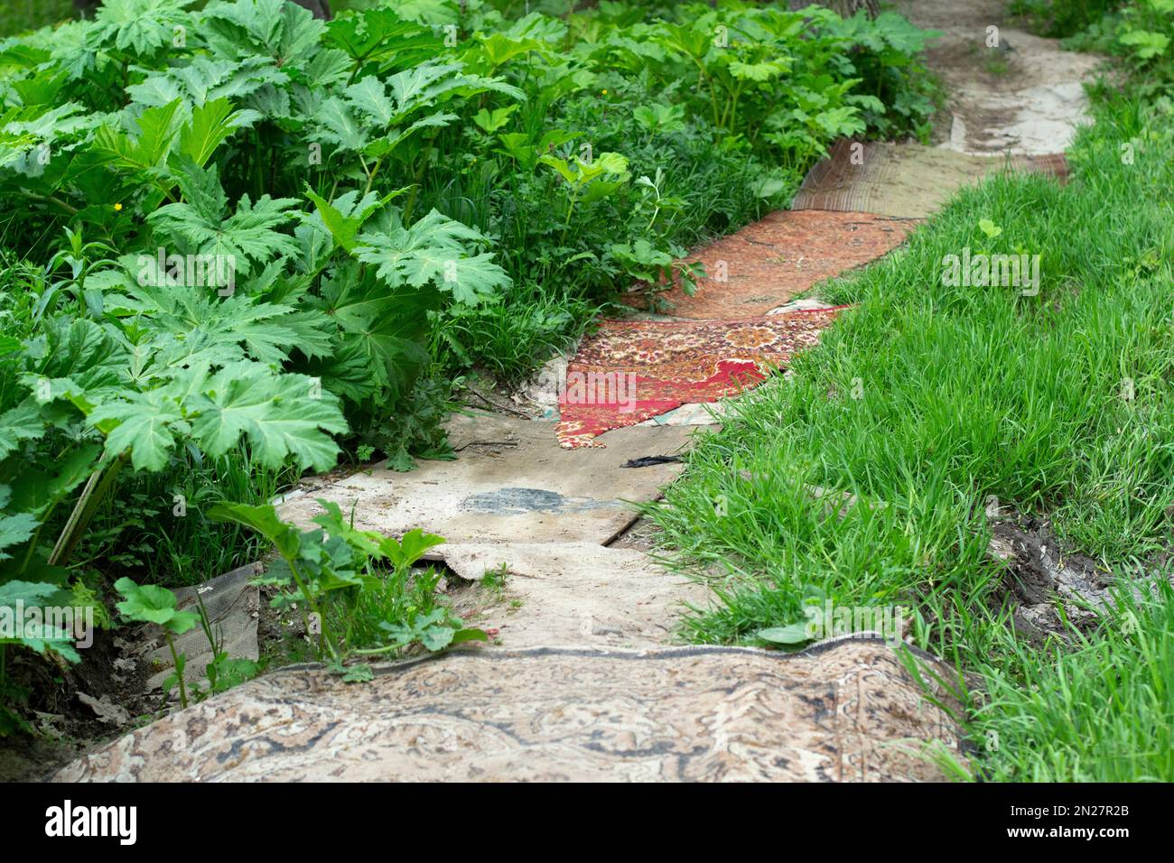 Road in thickets. Carpet path. Path in thicket. Green plants in ...