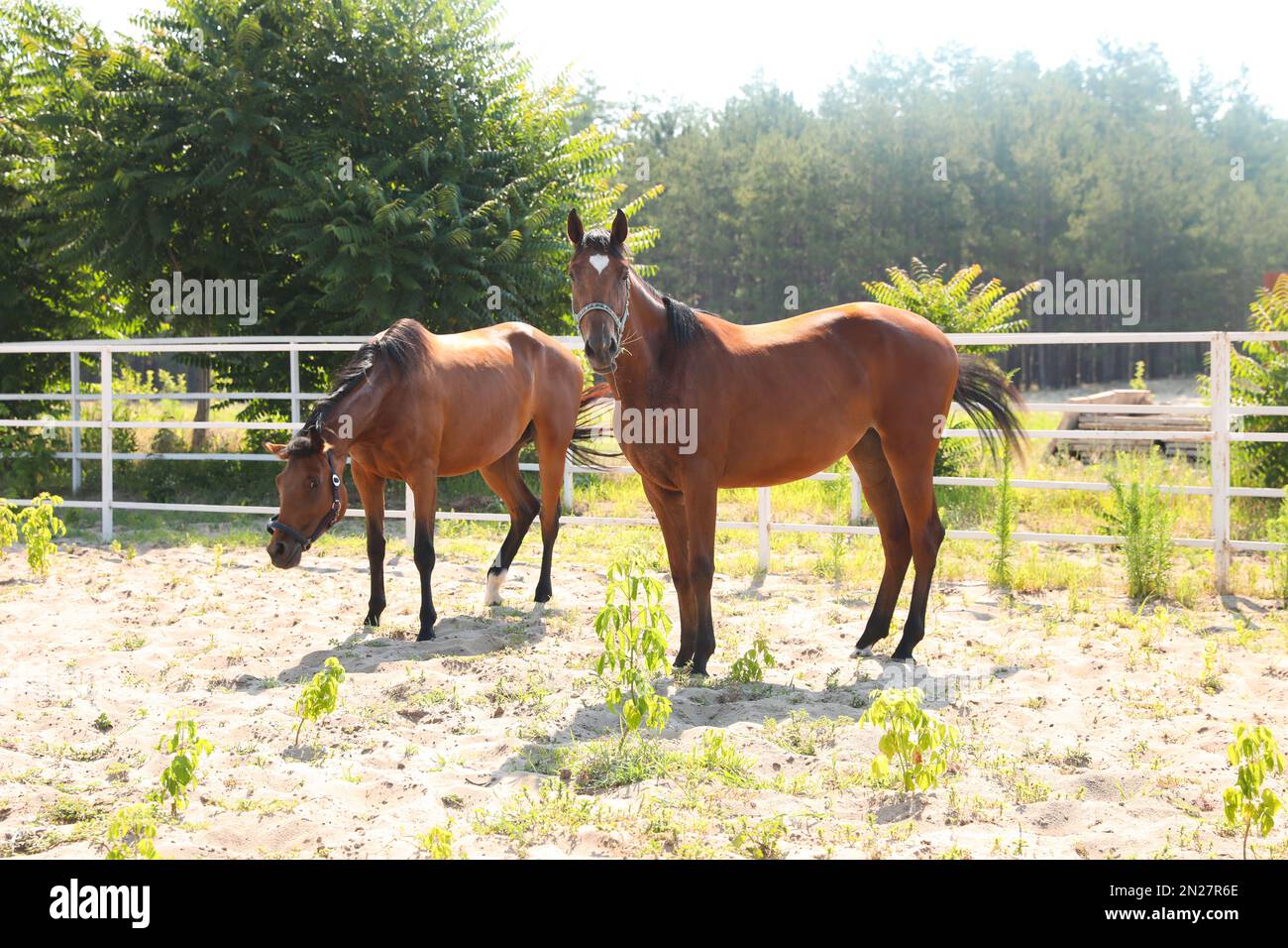 Bay horses in paddock hi-res stock photography and images - Alamy