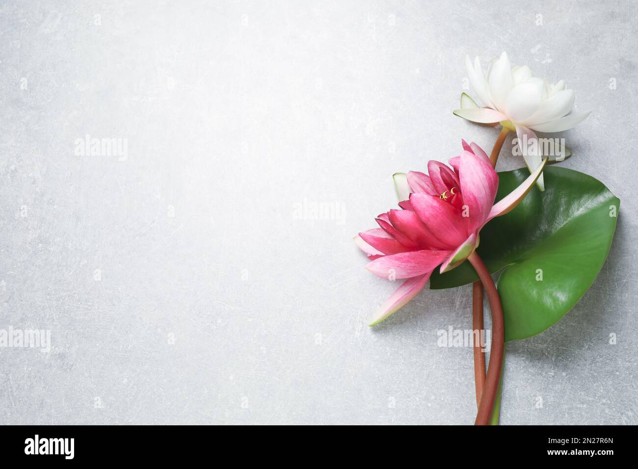 Beautiful blooming lotus flowers with green leaf on light grey table ...