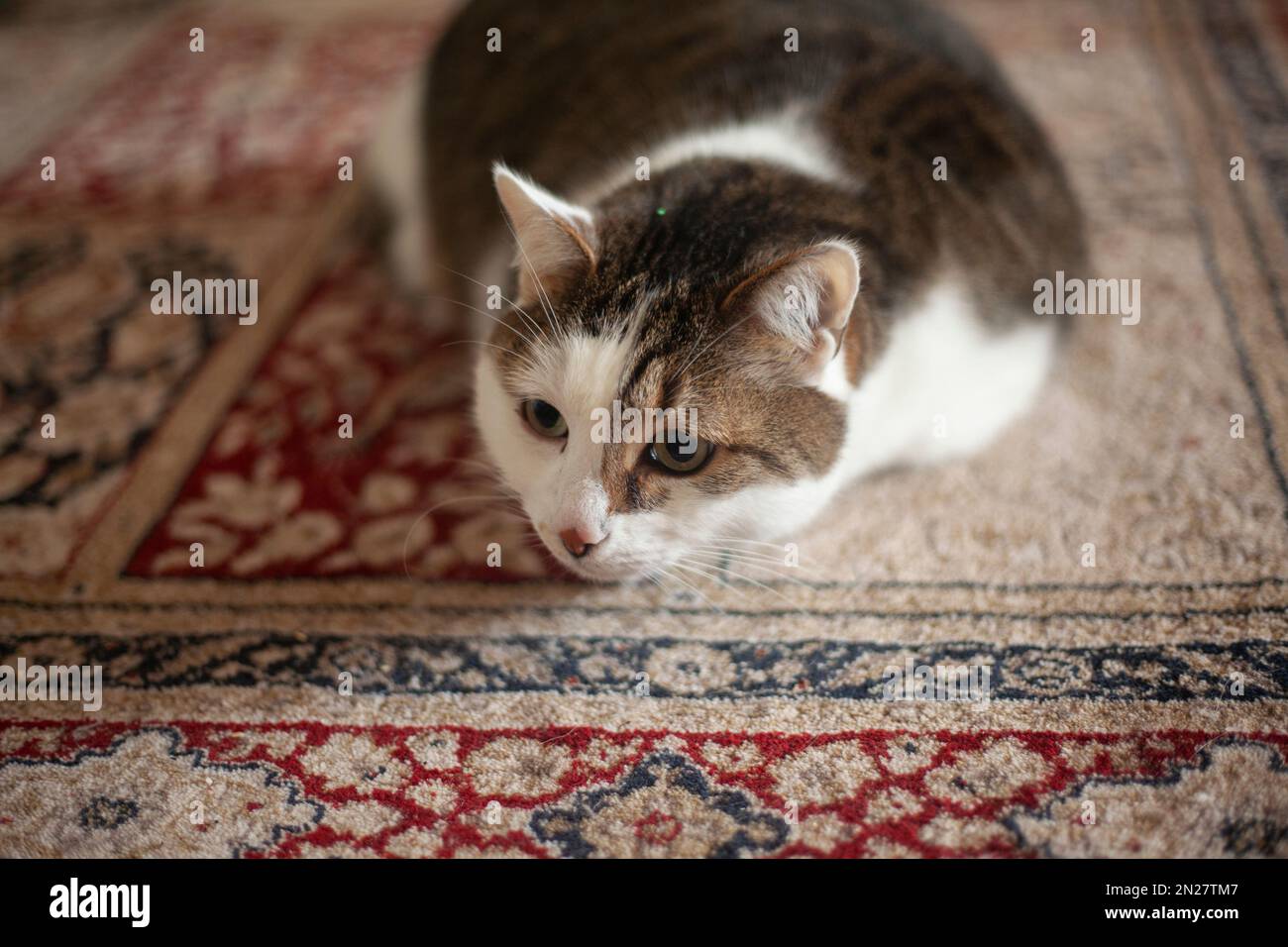 Portrait fat cat lying down hi-res stock photography and images - Alamy