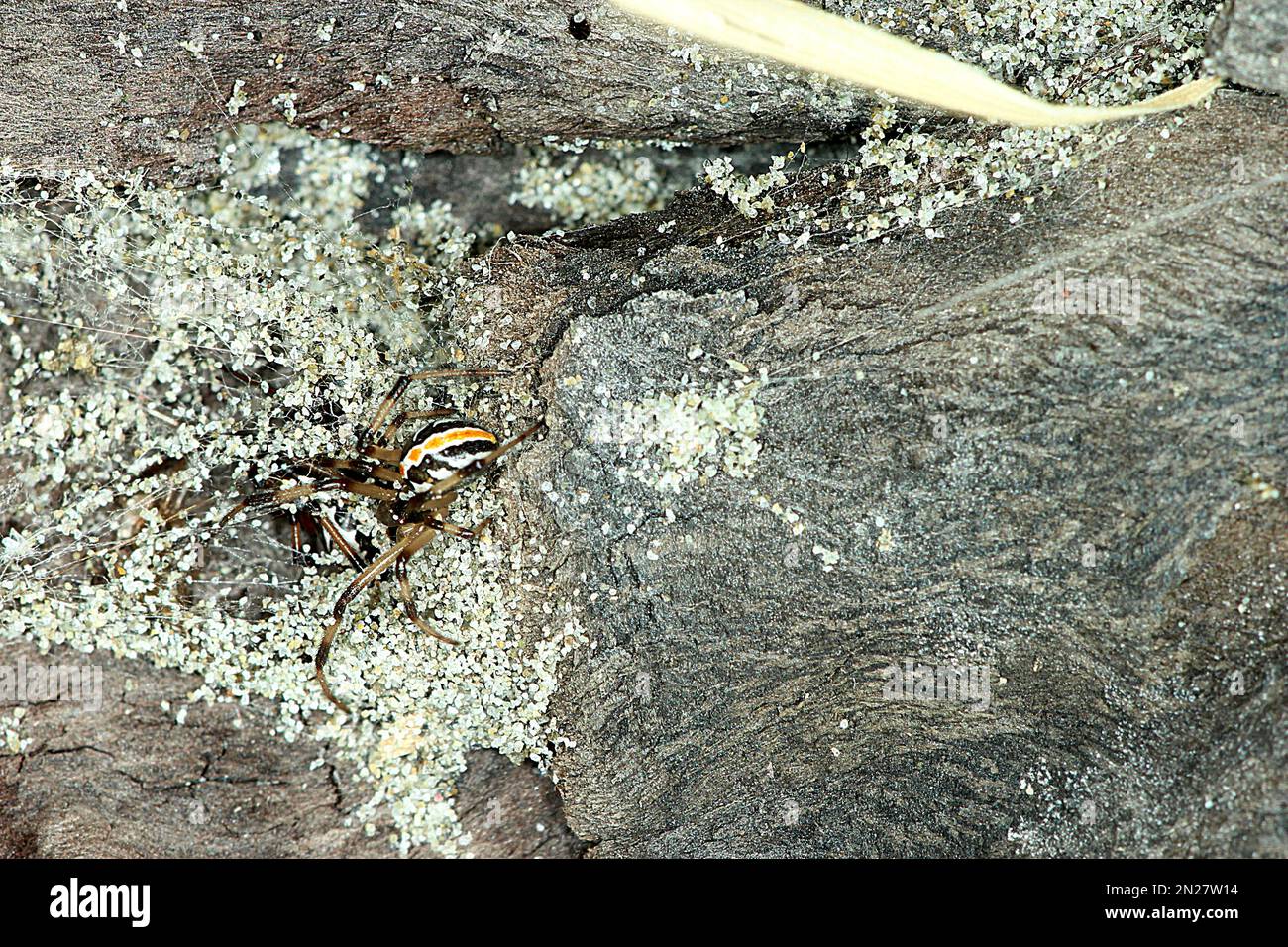 Katipo spider hi-res stock photography and images - Alamy