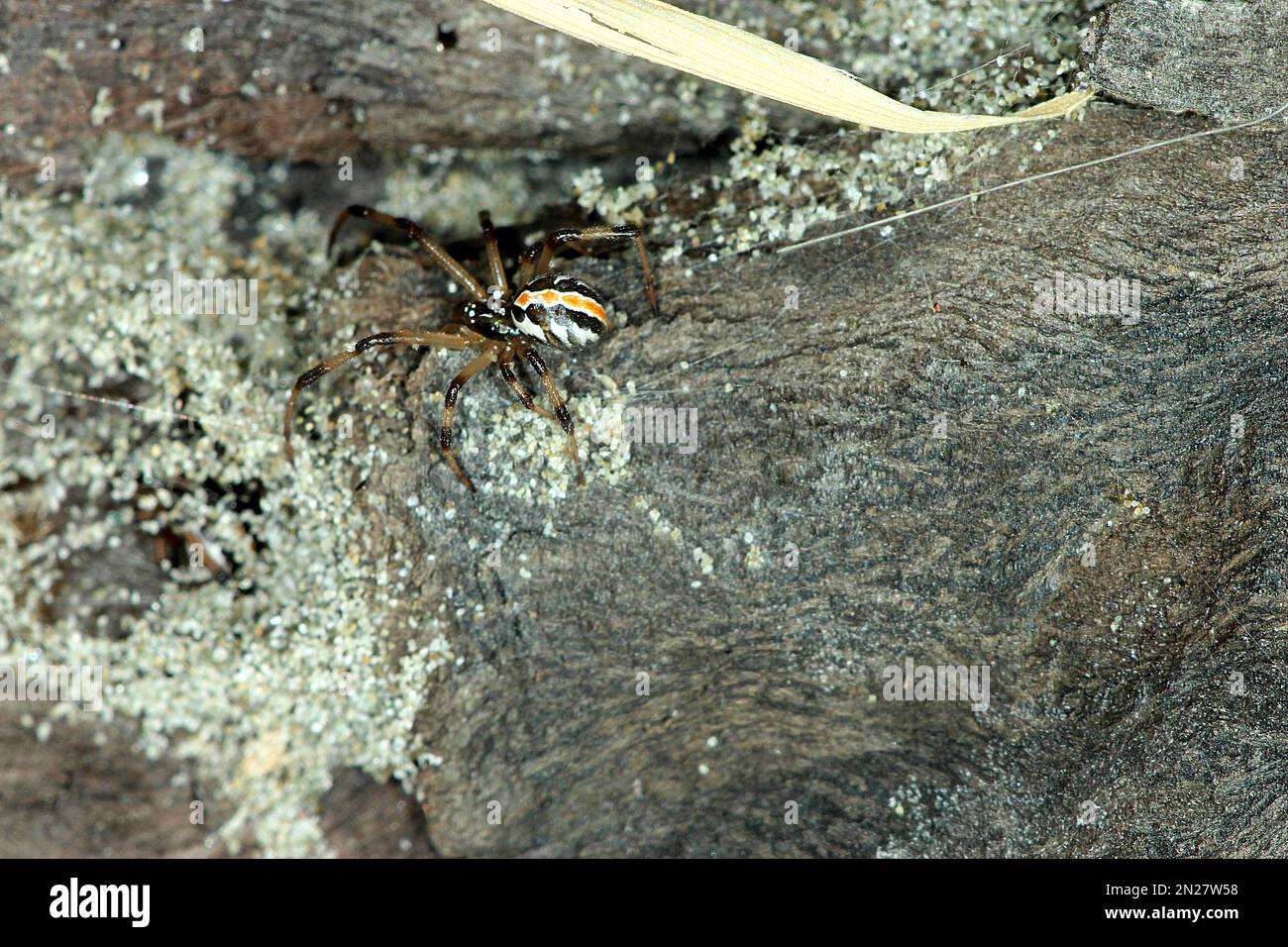 Male katipo spider (Latrodectus atritus Stock Photo - Alamy