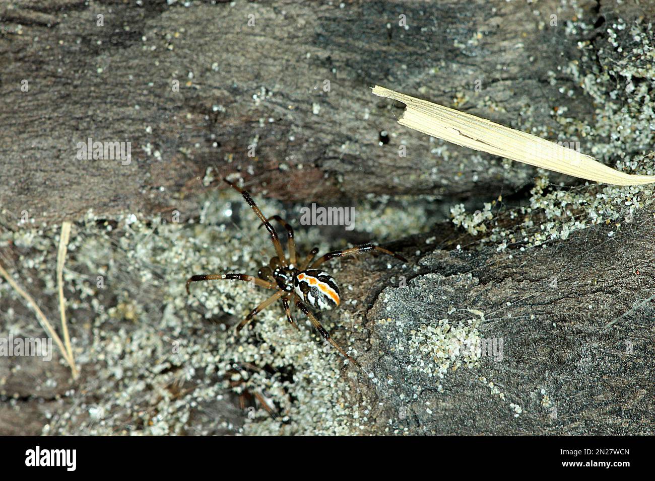 Katipo spider hi-res stock photography and images - Alamy