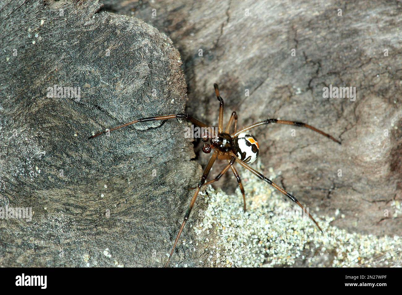 Male spider hi-res stock photography and images - Alamy