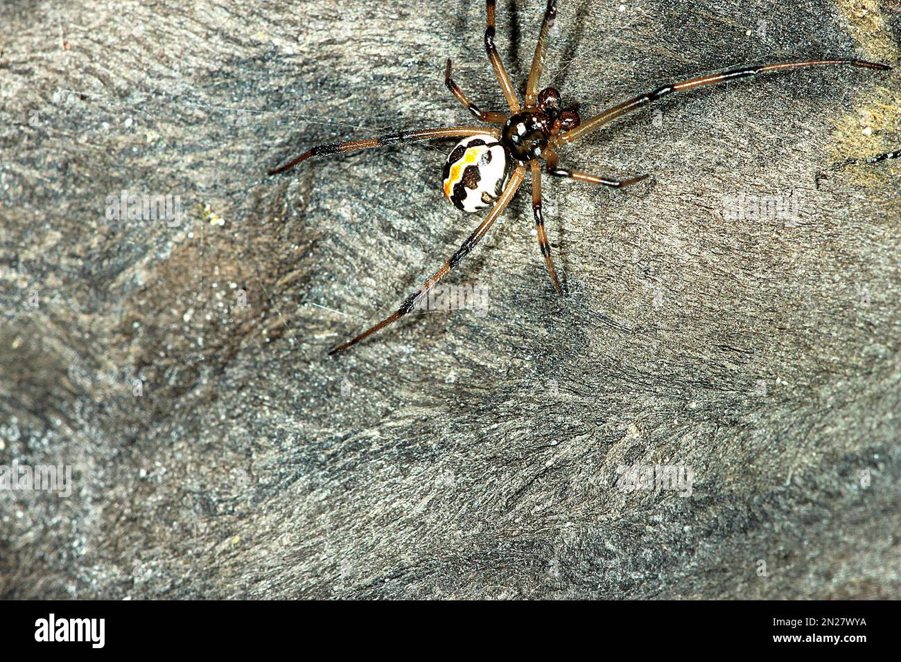 Katipo spider hi-res stock photography and images - Alamy