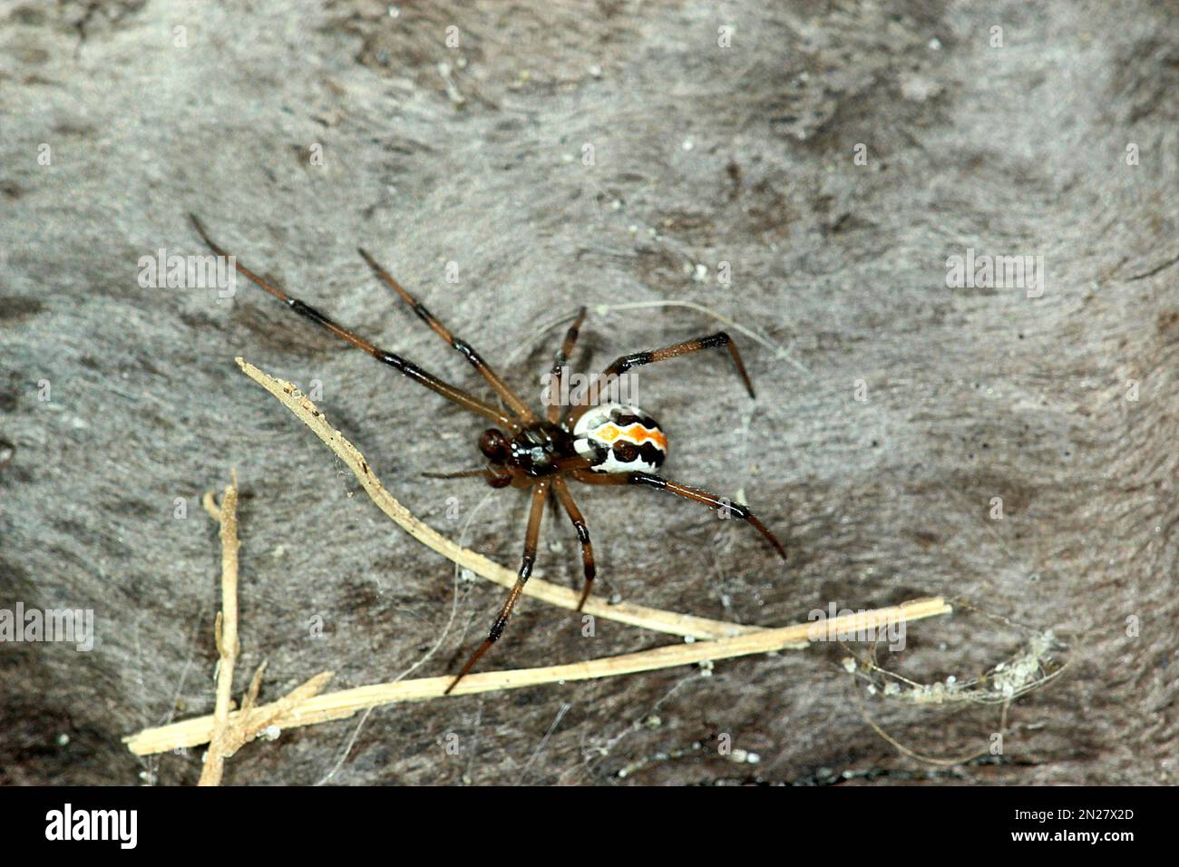 Male katipo spider (Latrodectus atritus Stock Photo - Alamy