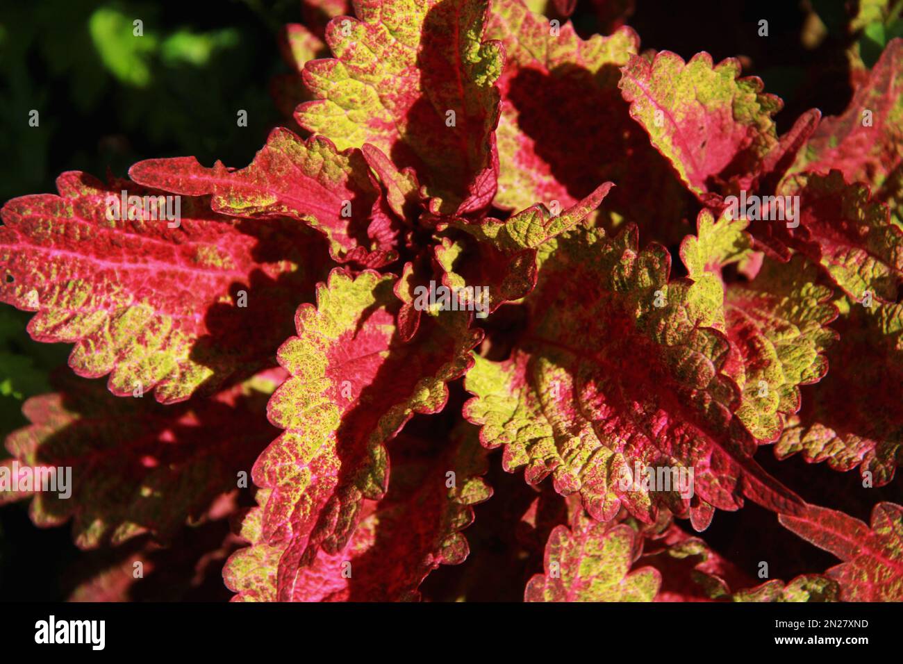 Close-up of Coleus Blumei leaves Stock Photo - Alamy