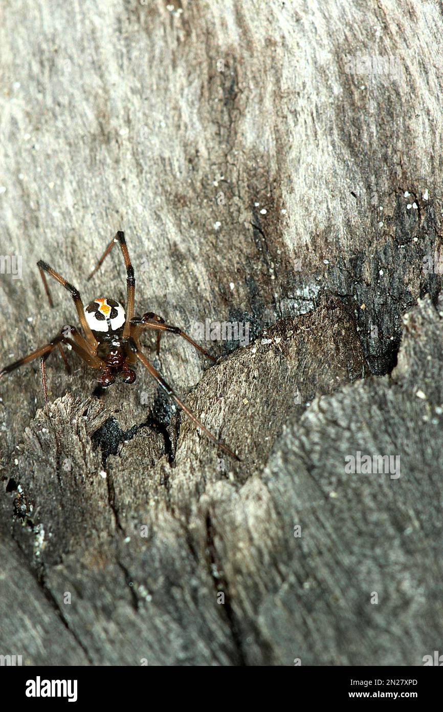 Male redback spider hi-res stock photography and images - Alamy