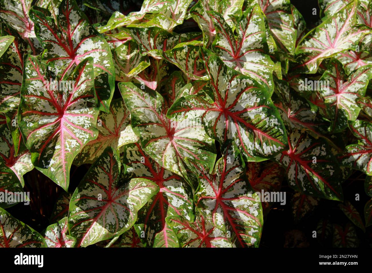 Caladium plant species hi-res stock photography and images - Alamy