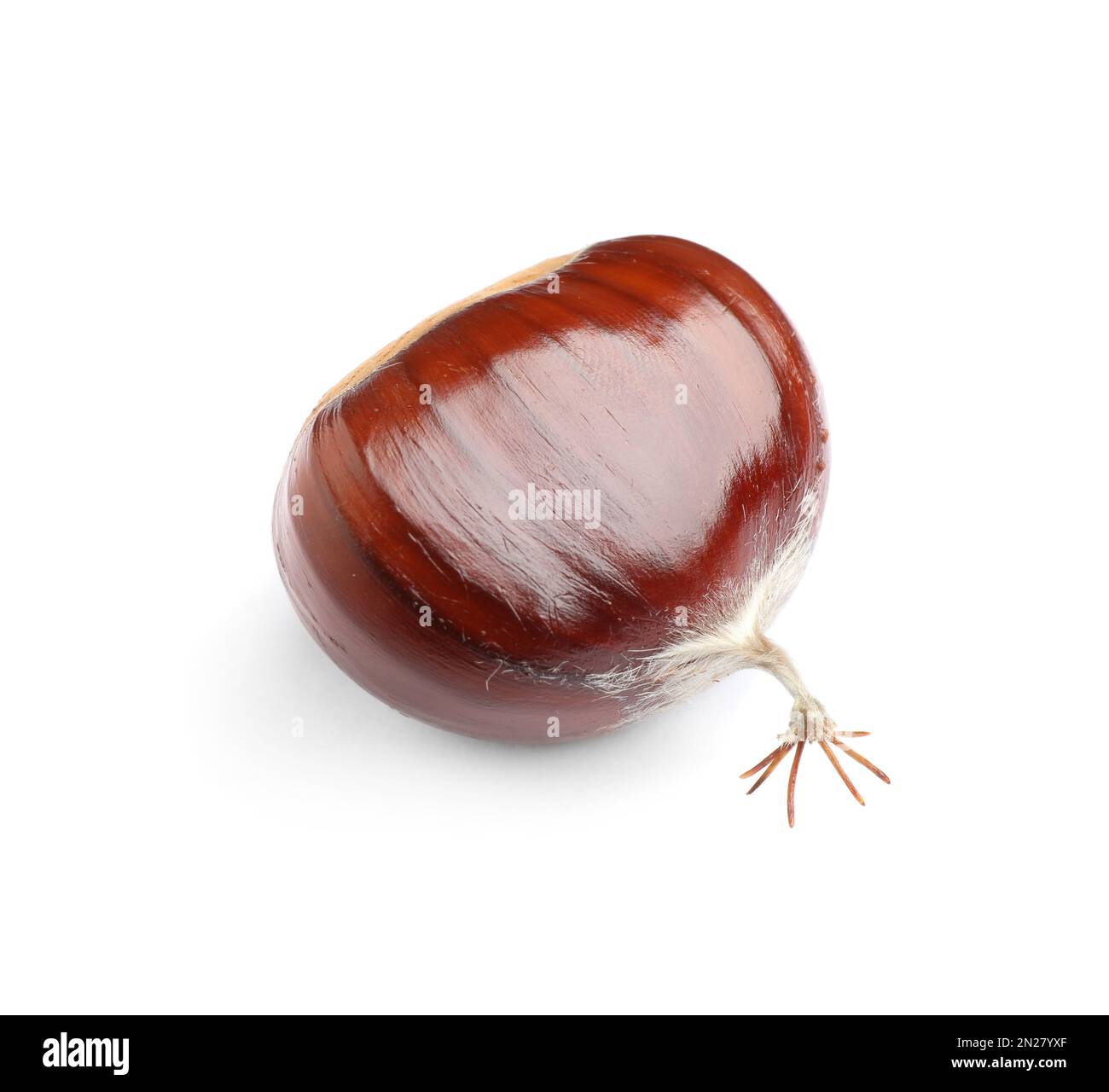Fresh sweet edible chestnut isolated on white Stock Photo - Alamy