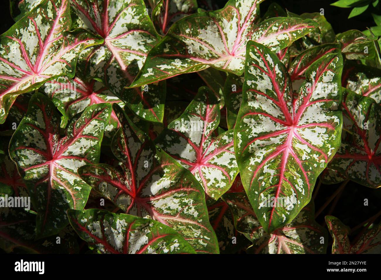 Caladium heart of jesus hi-res stock photography and images - Alamy
