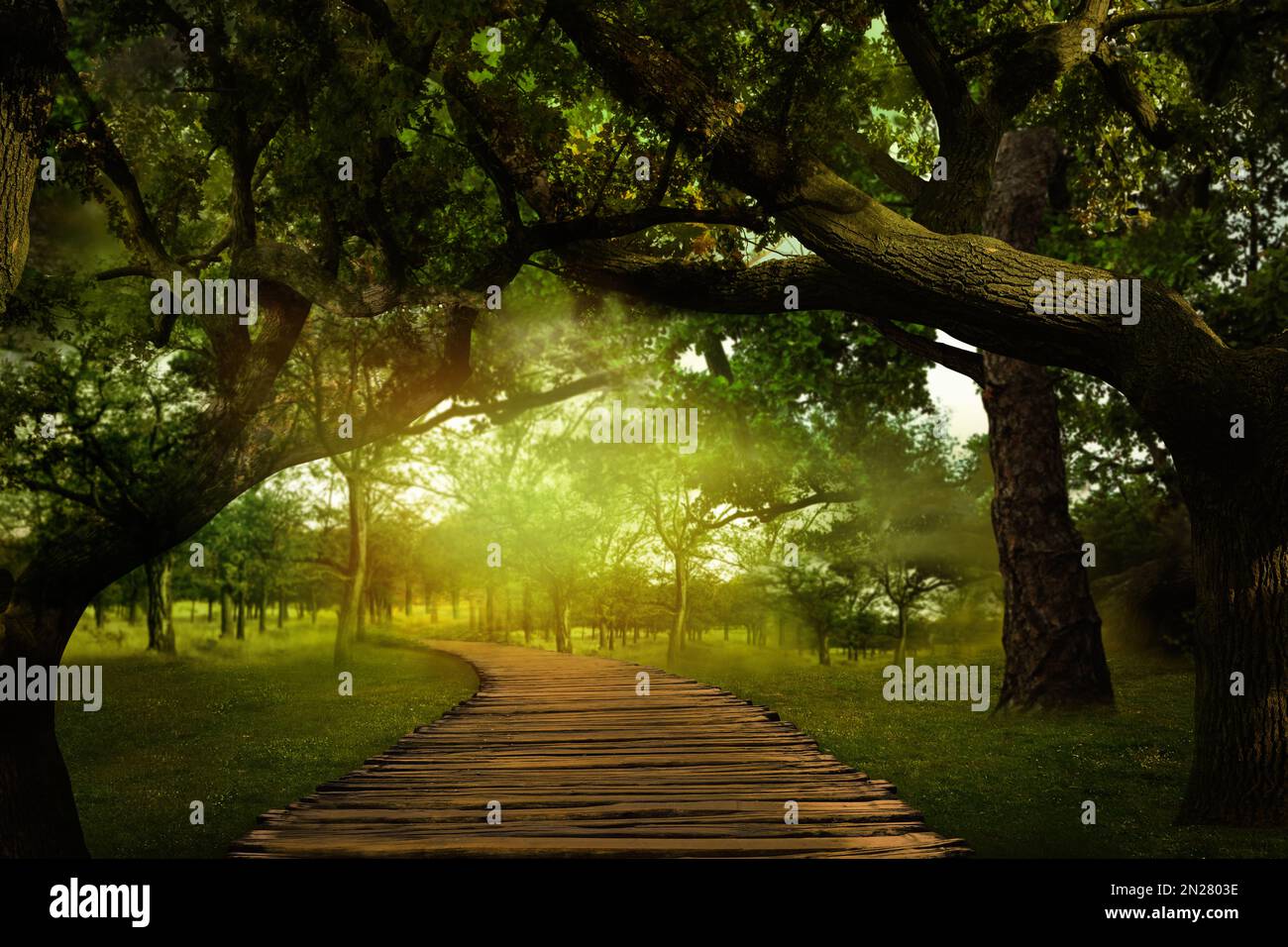 Fantasy world. Magic forest with path between trees Stock Photo - Alamy