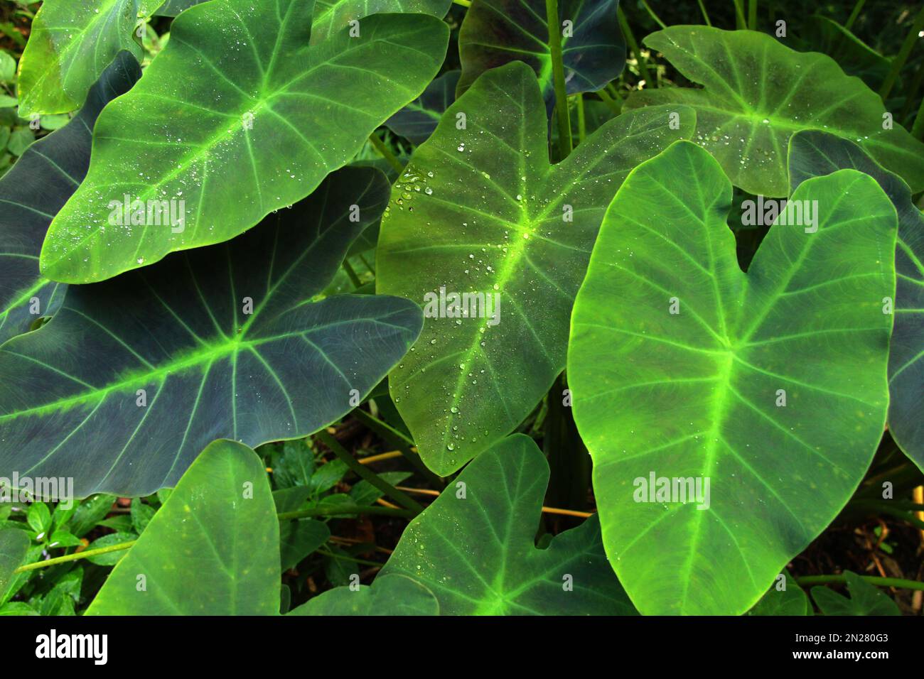 Colorful elephant ear hi-res stock photography and images - Alamy