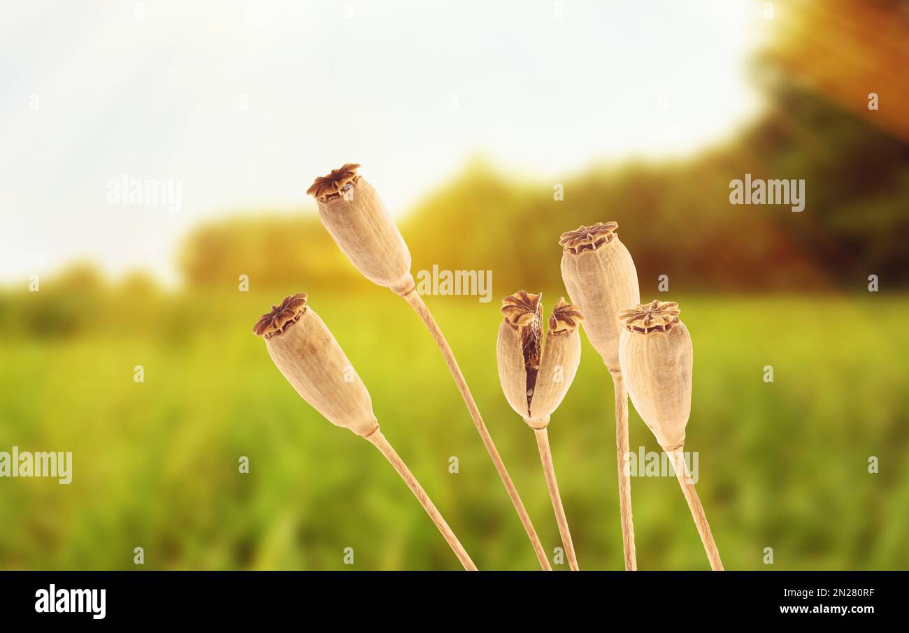 Closeup poppy heads seeds hi-res stock photography and images - Alamy