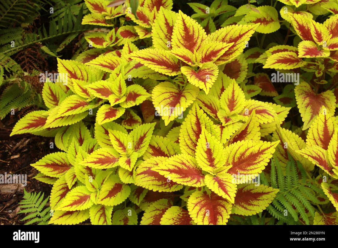 Close-up of Coleus Blumei leaves Stock Photo - Alamy
