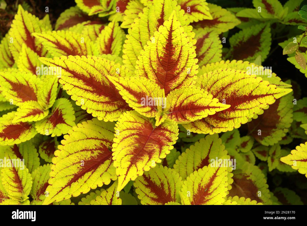 Coleus blumei hi-res stock photography and images - Alamy