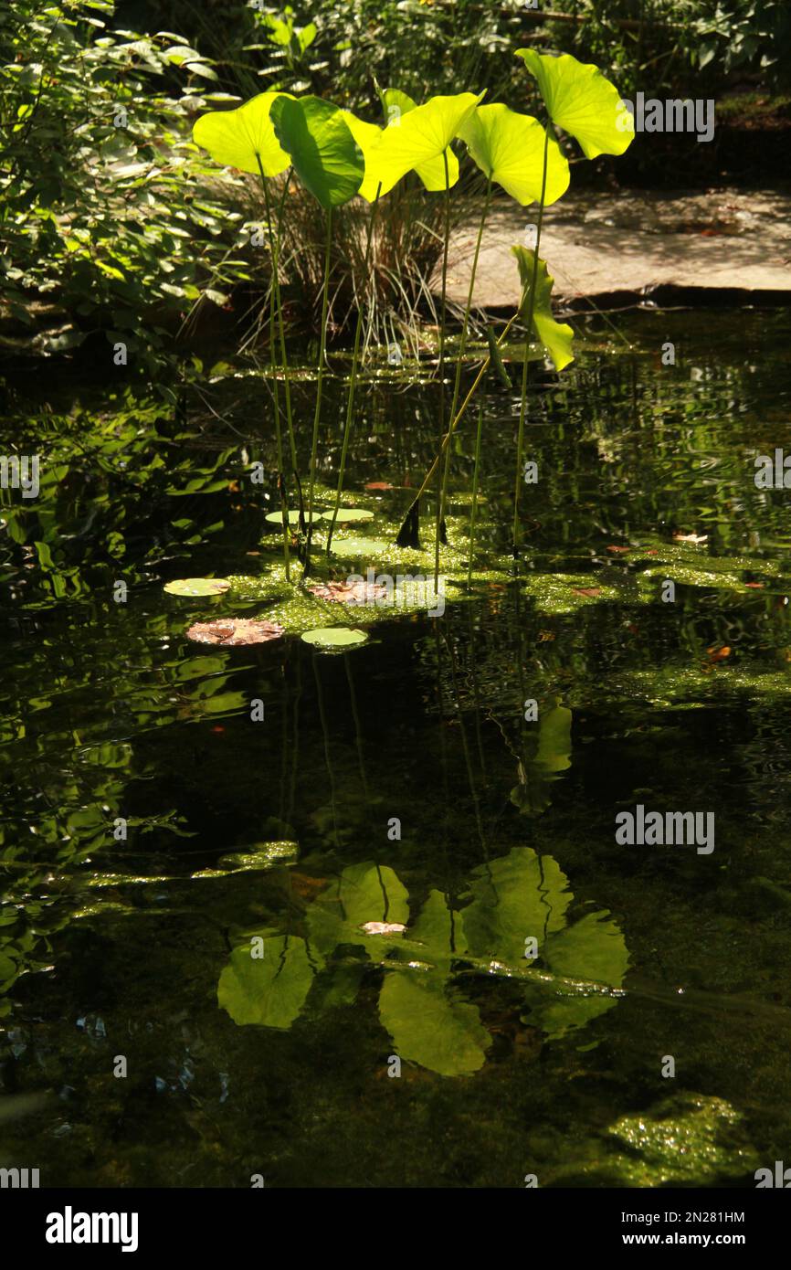 The unc charlotte botanical gardens hi-res stock photography and images ...