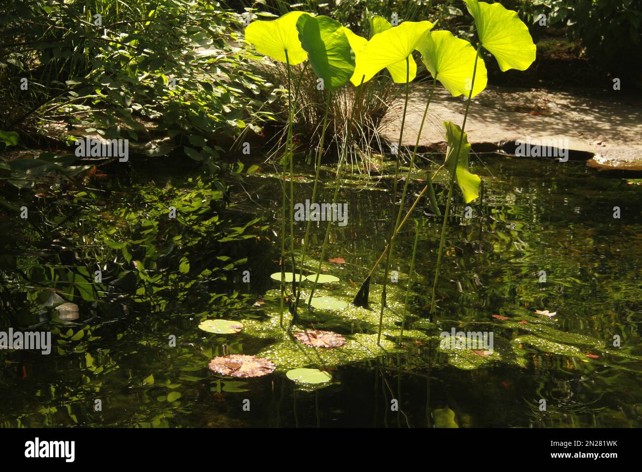 Pond at the UNC Charlotte Botanical Gardens, NC, USA Stock Photo - Alamy