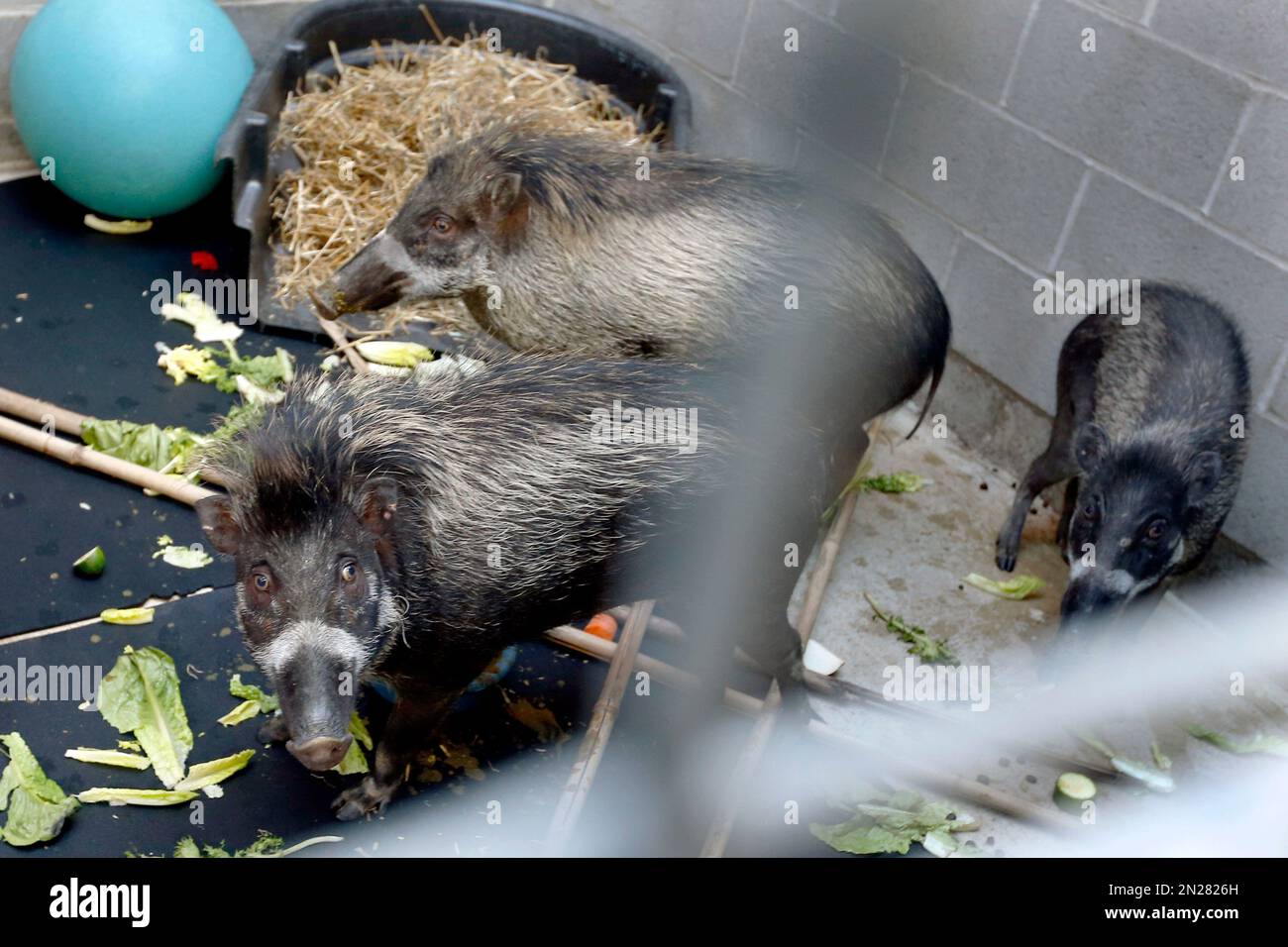 Three Visayan warty pigs move through their containment area on ...