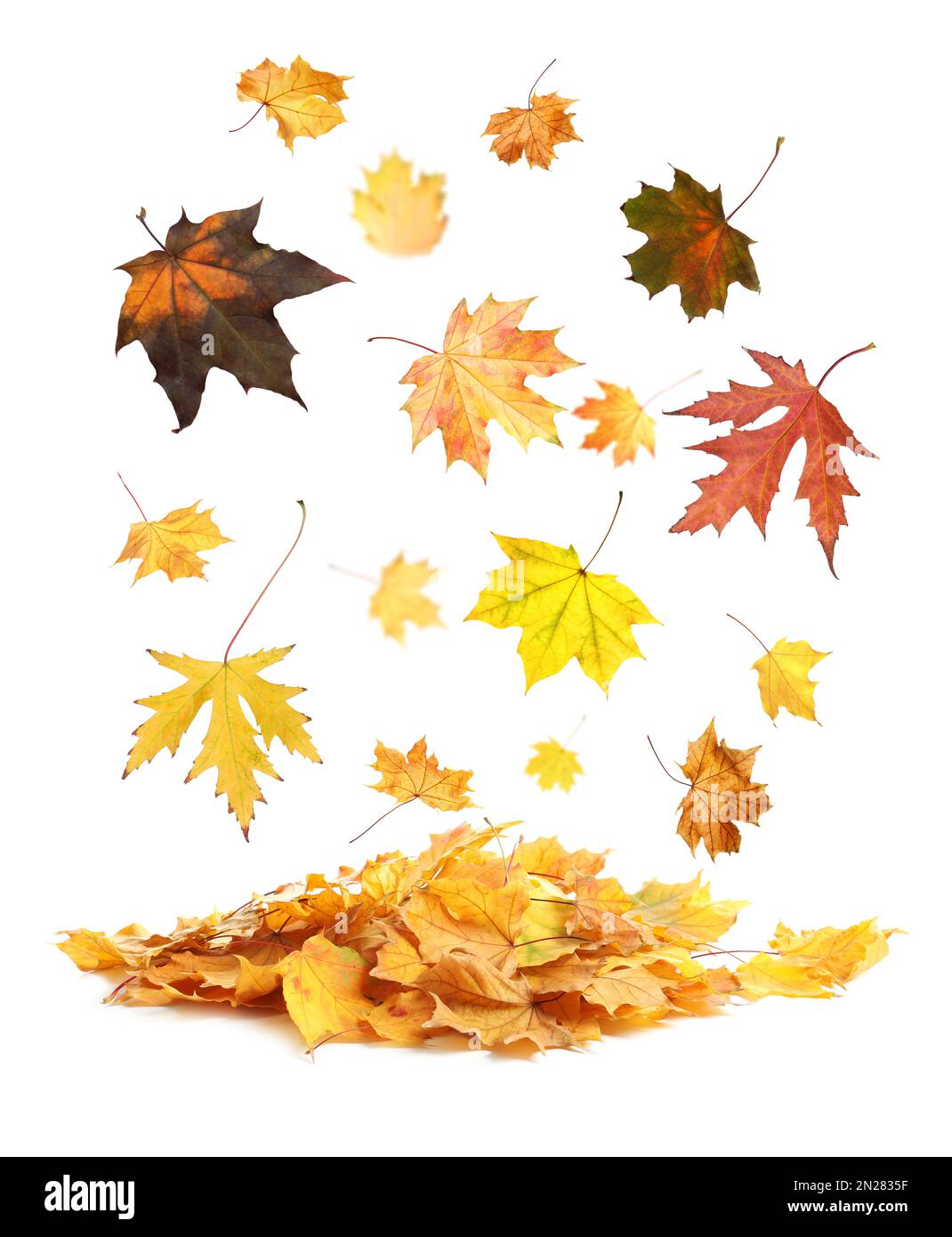 Beautiful autumn leaves falling on white background Stock Photo - Alamy