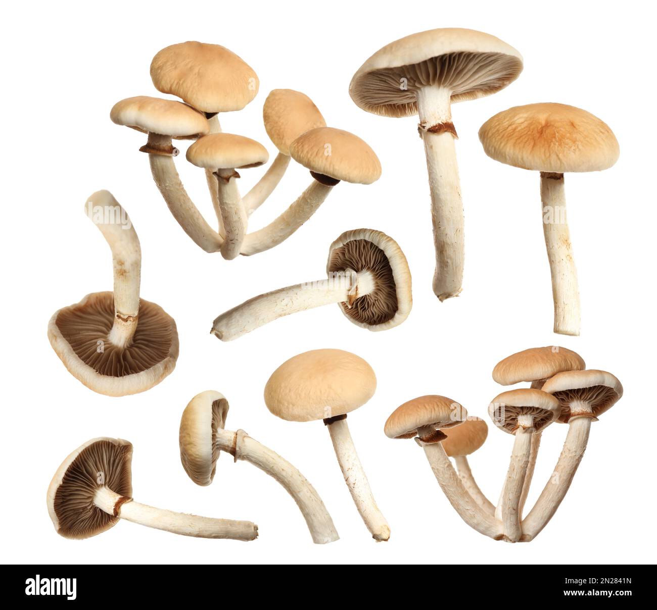 Set of fresh pioppini mushrooms on white background Stock Photo - Alamy