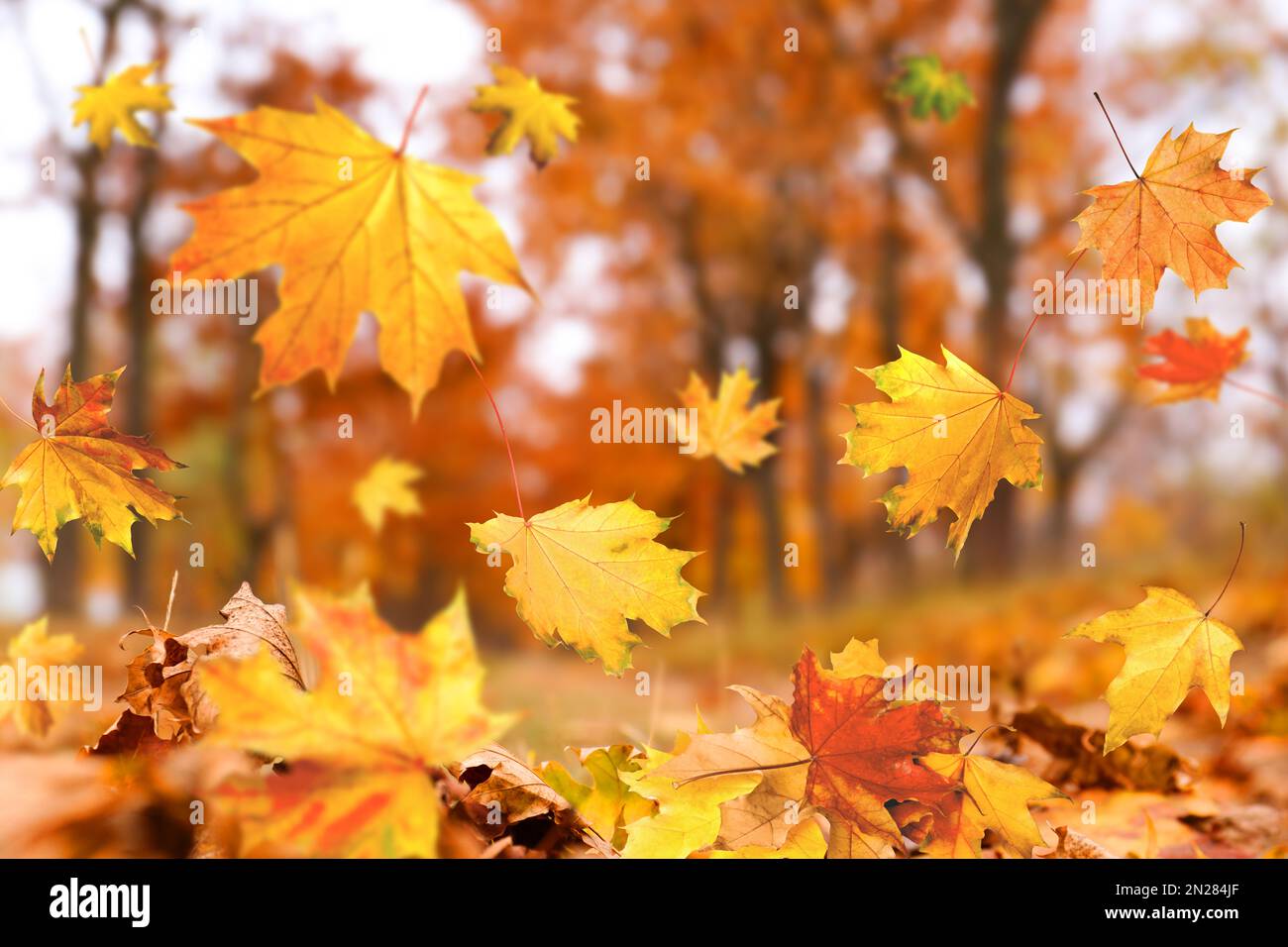 Autumn season. Beautiful leaves falling in park Stock Photo - Alamy