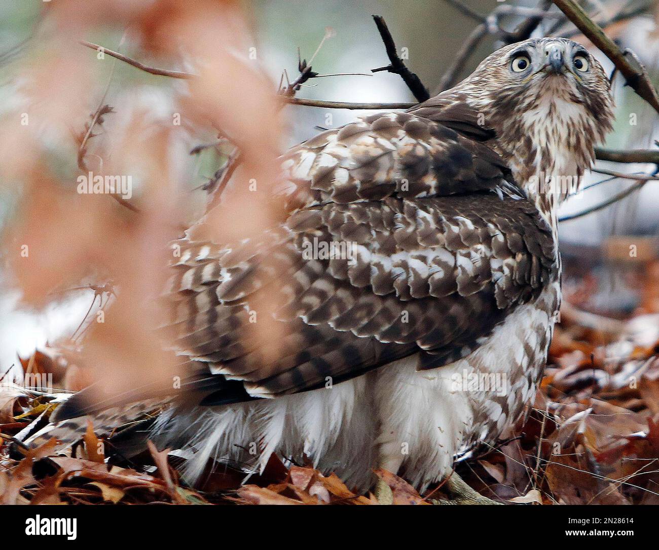 FILE - This Dec. 17, 2014, file photo, shows a red-tailed hawk in ...