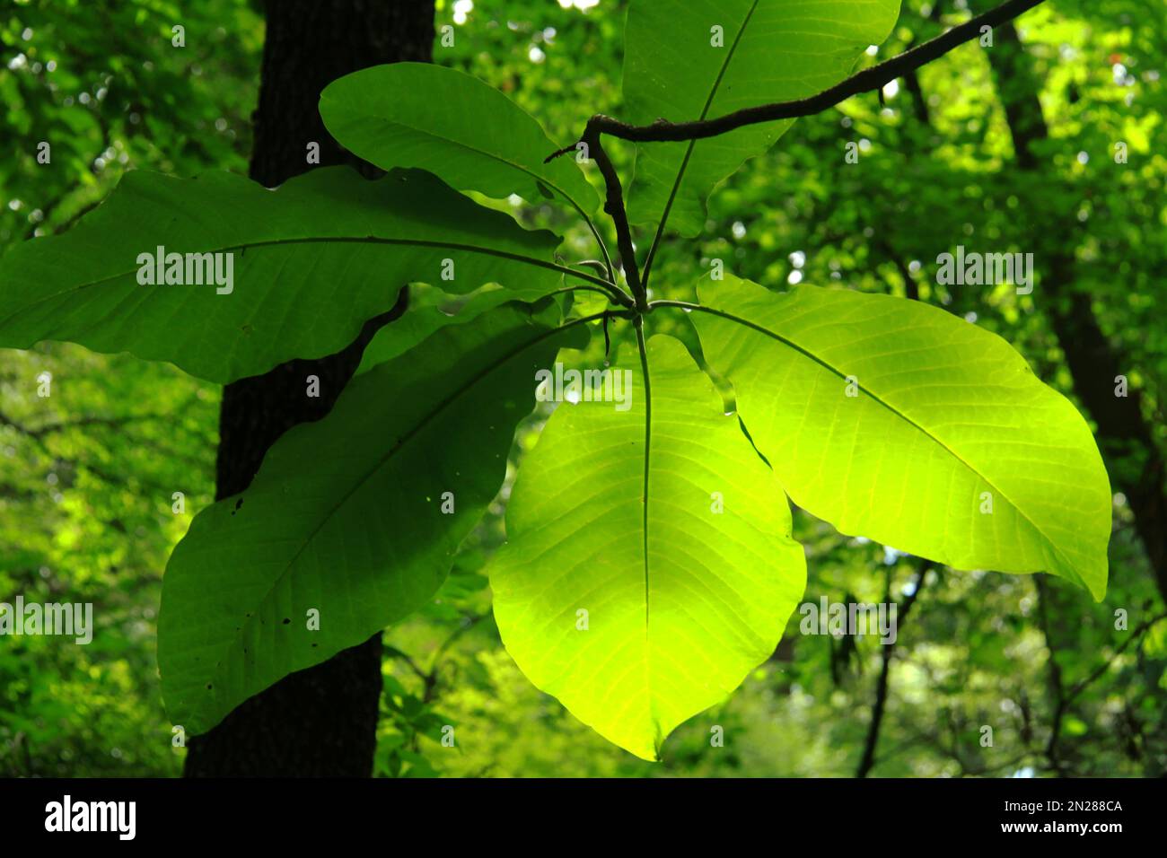 North Carolina, USA. Magnolia tripetala (Umbrella tree) leaves seen ...