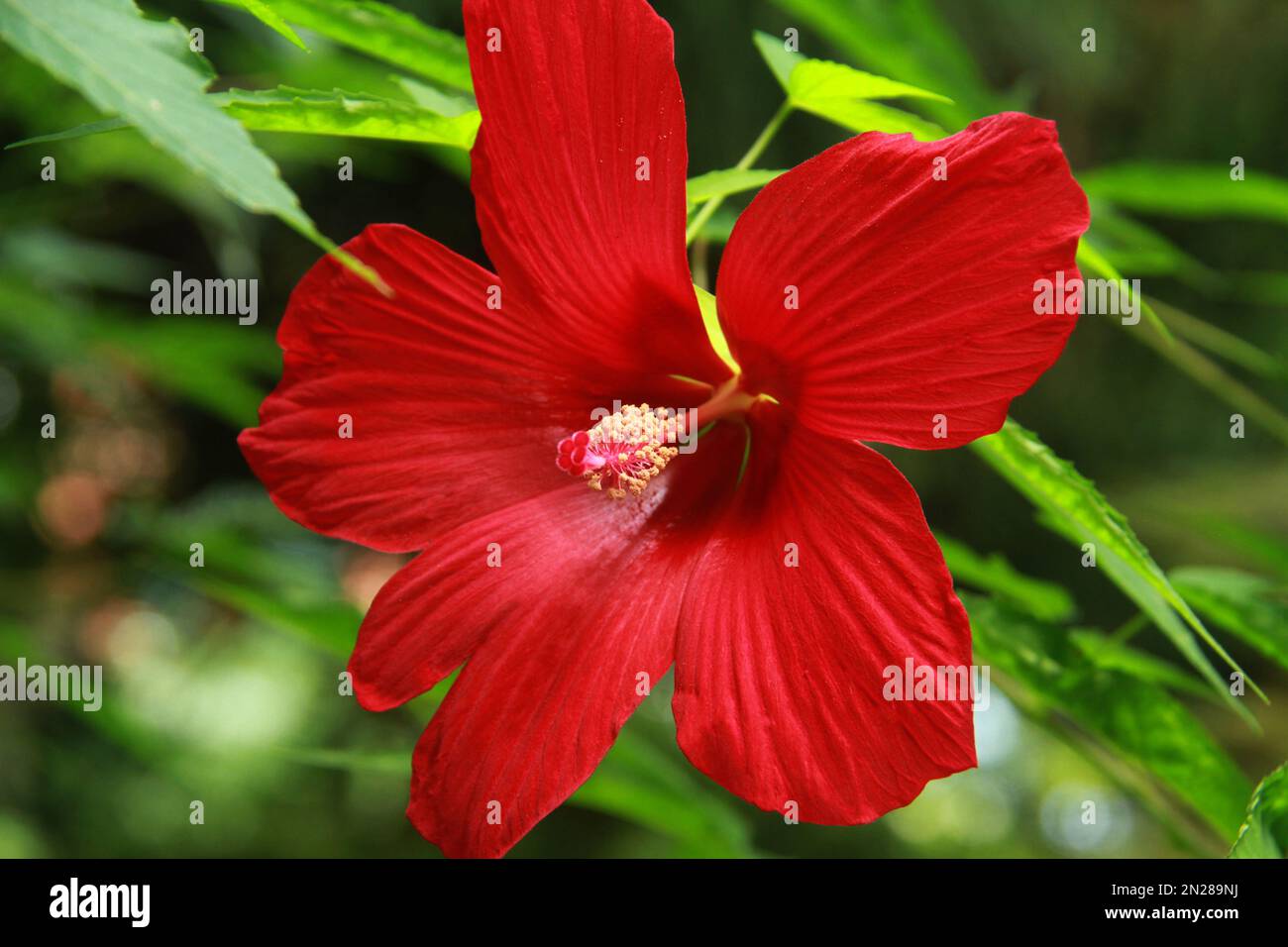 Chinese hibiscus species tropical hi-res stock photography and images ...