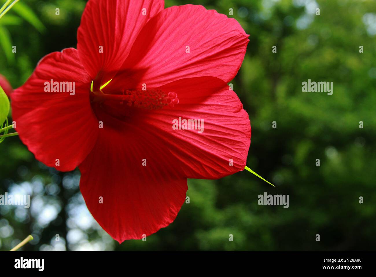 Close up hibiscus sinensis hi-res stock photography and images - Alamy