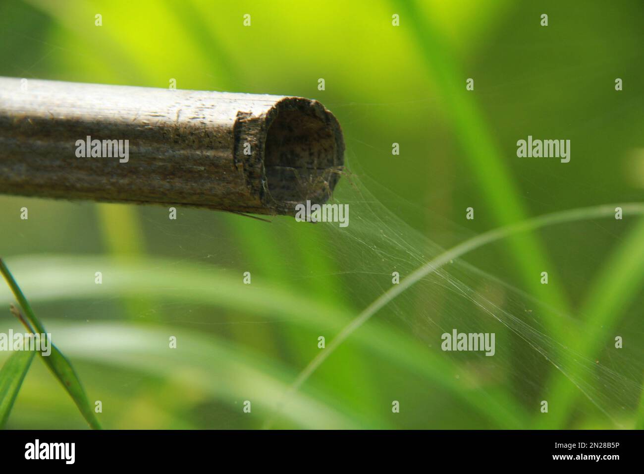 Spider with a shelter at the end of a reed Stock Photo - Alamy