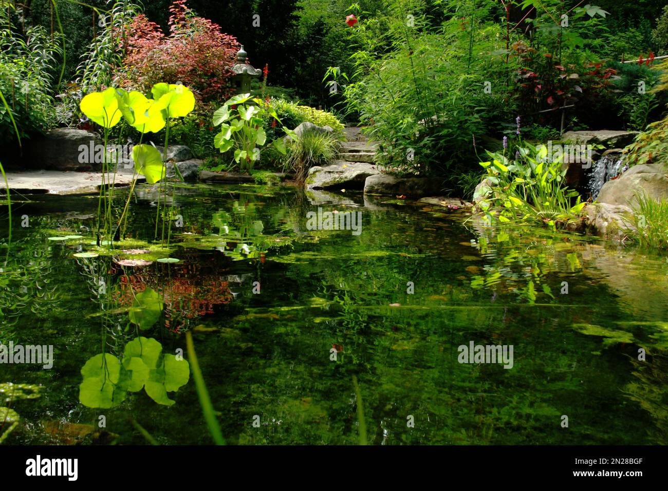Pond at the UNC Charlotte Botanical Gardens, NC, USA Stock Photo - Alamy