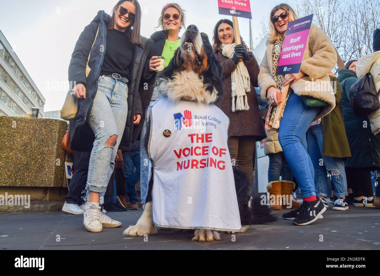 London, UK. 06th Feb, 2023. A dog wearing a Royal College Of Nursing ...