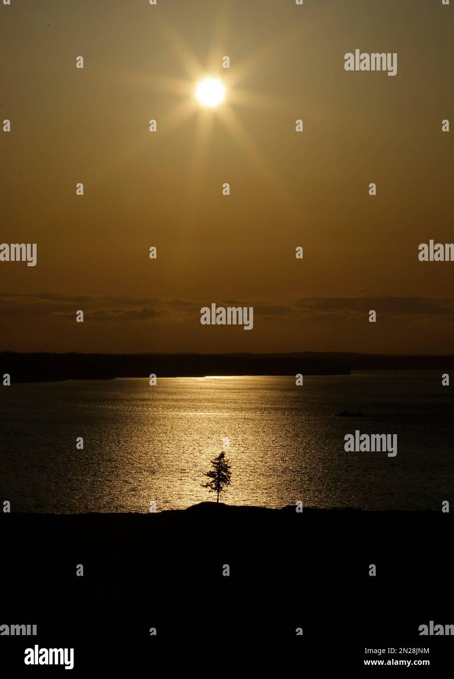 In this photo taken April 27, 2015, the lone tree on the Chambers Bay ...