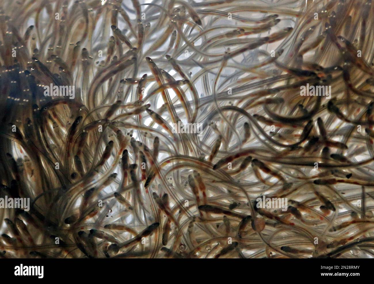 In this May 19, 2015 photo, elvers swim in a plastic bag awaiting ...
