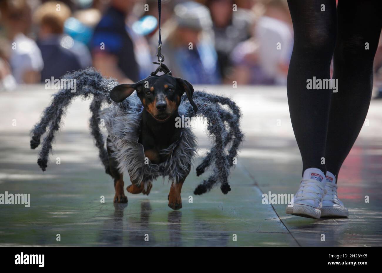 A woman walks with her dachshund dressed as a spider during a dachshund ...