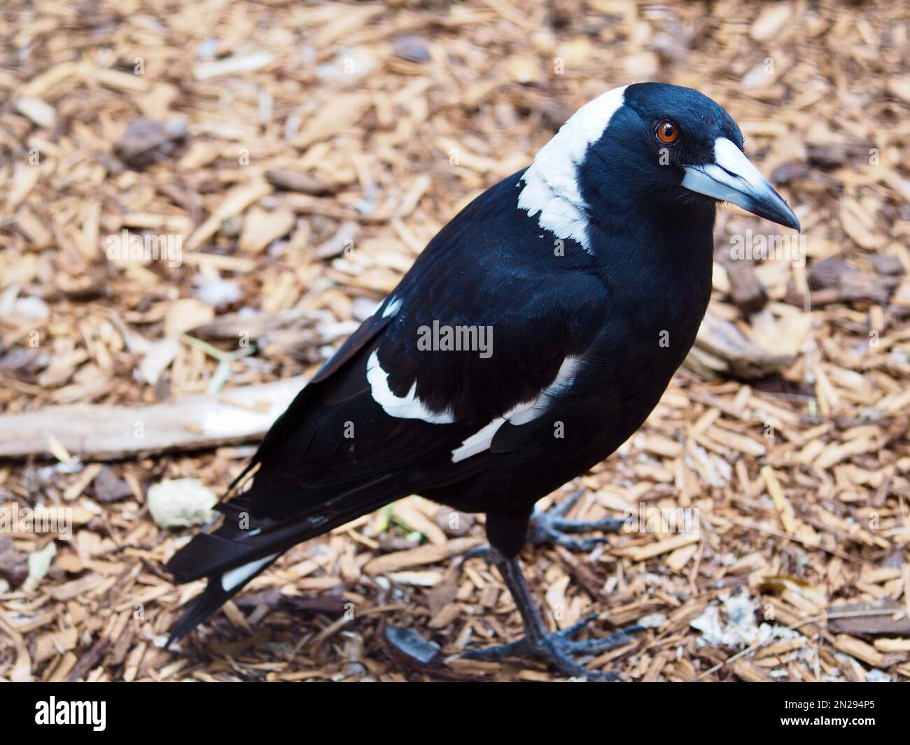 Refined elegant male Australian Magpie with stylish black and white ... Refined elegant male Australian Magpie with stylish black and white ...