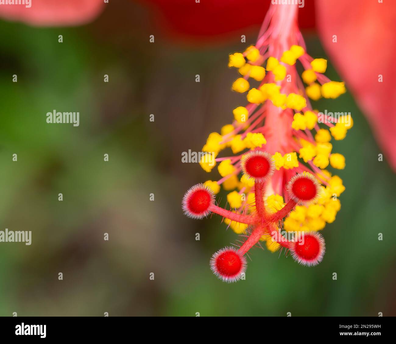 Closeup of Hibiscus plant in bloom during sp0ring season Stock Photo ...