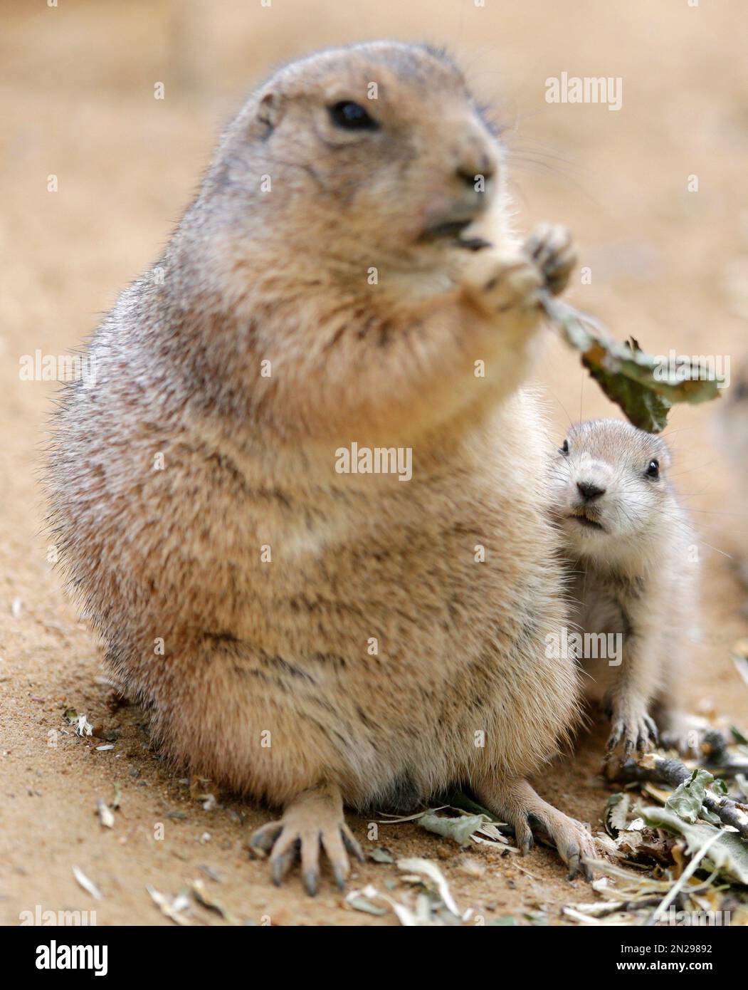 A young prairie dog watches an older one as they sit in their enclosure ...