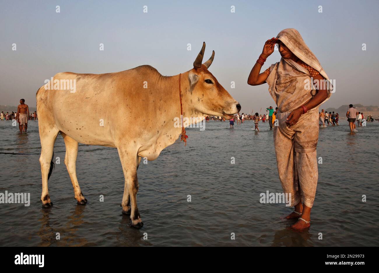 An Indian woman worships a cow as Indian Hindus offer prayers to the ...