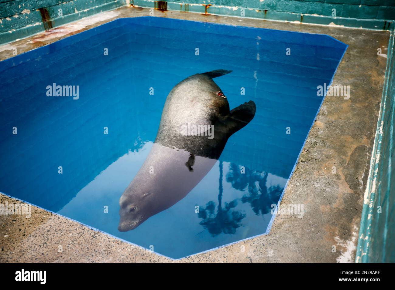 A giant sea lion, nicknamed Bubba, swims in a recovery pool at SeaWorld ...